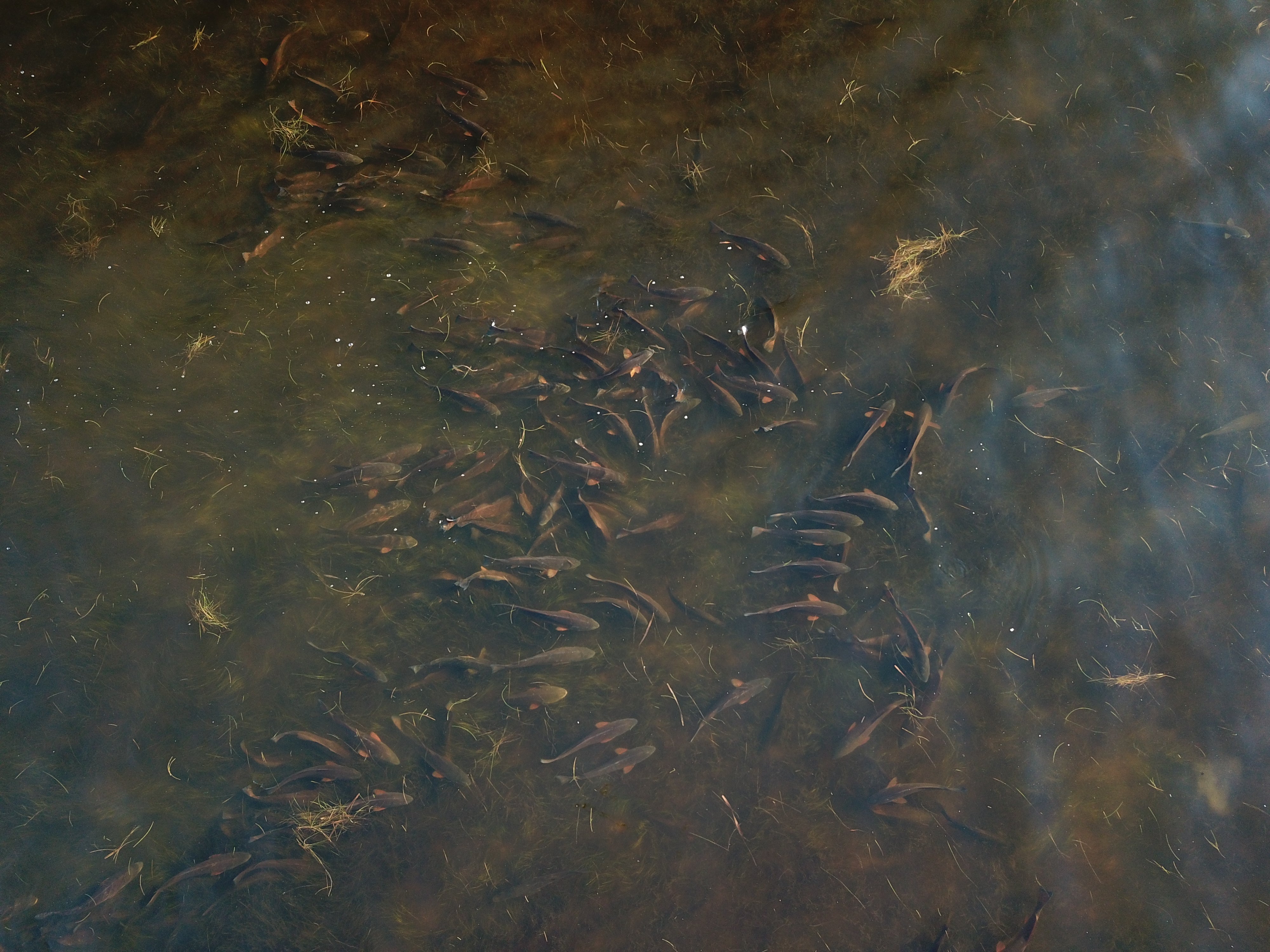EPIC Redfish School Drone Footage – Florida Fishing Products
