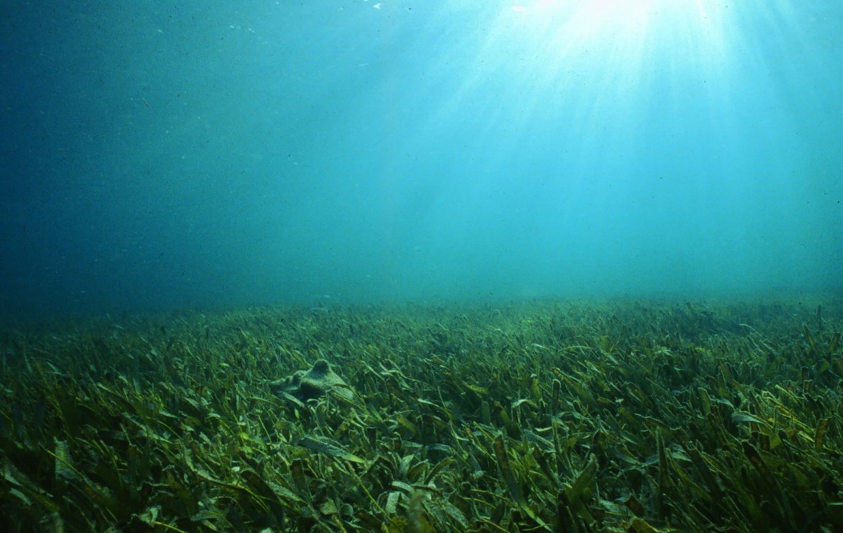 Conservation Partner: Captains for Clean Water – Florida Fishing Products